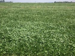 Soja OGM, l'Argentine se cabre. | gilblog | Jean-Pierre Gilbert